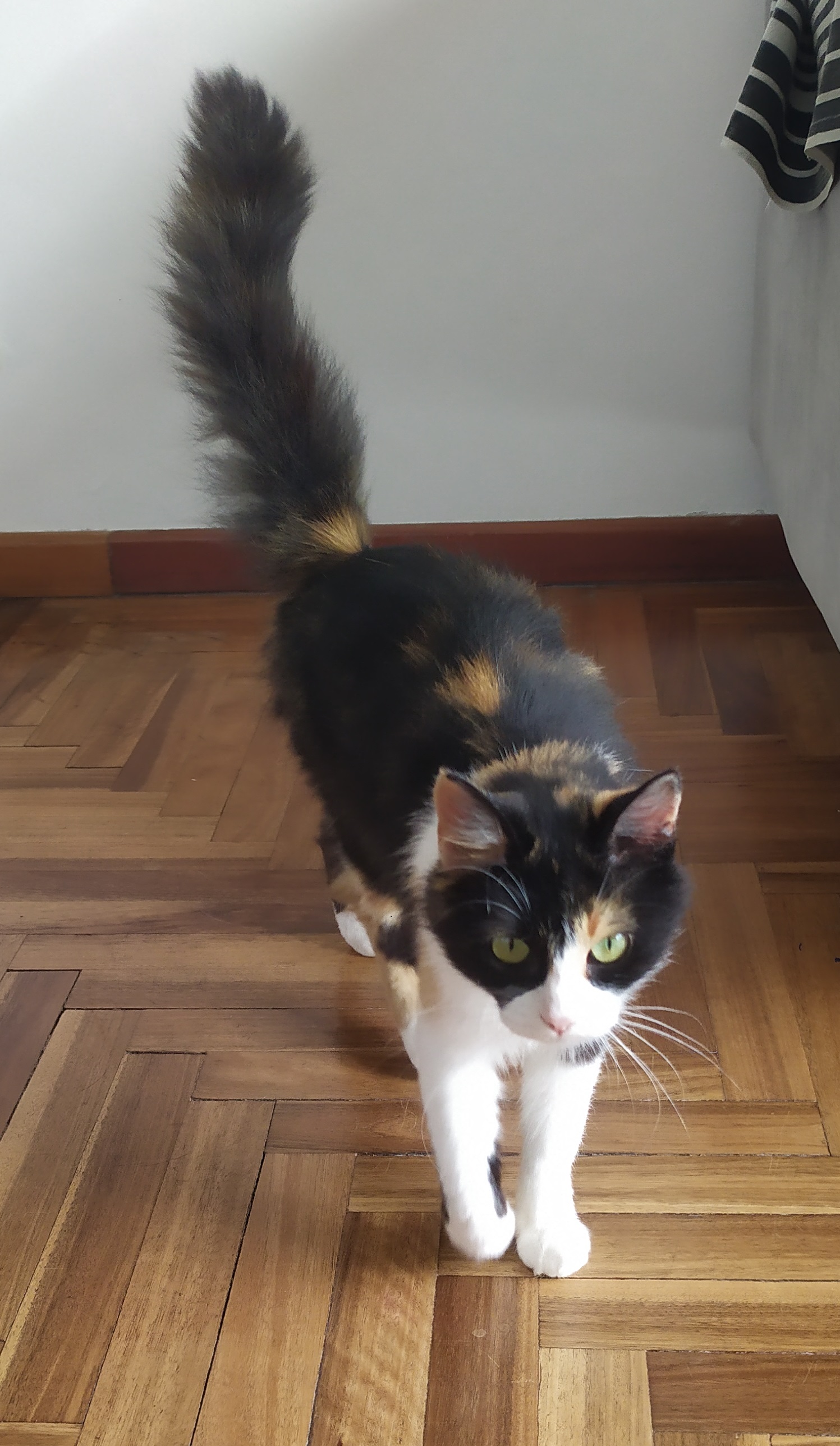 Info-Vis 2020 | Lua Vs. Lisa | Martinez Reumann Hernan